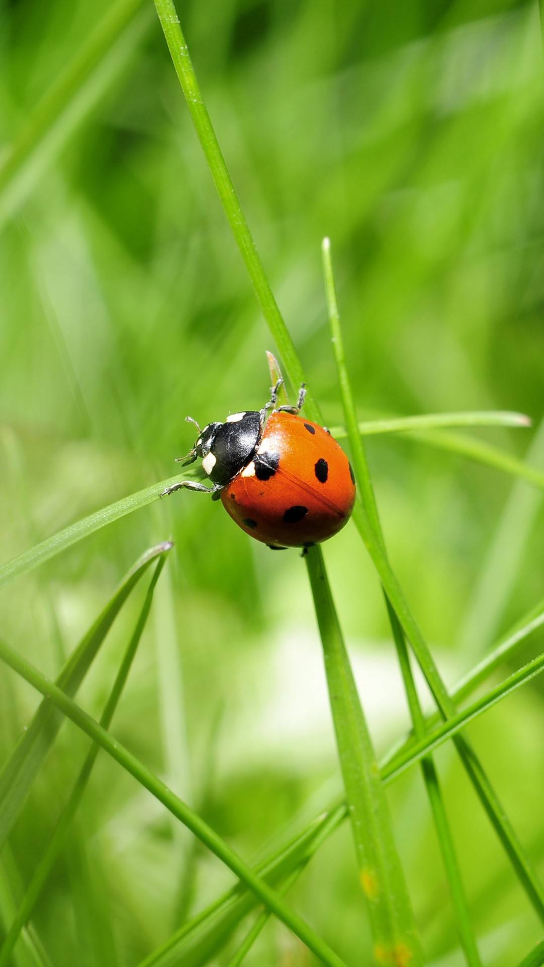 Lawn Pest Control Services - Asepsis Limited