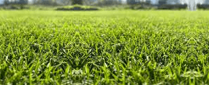 Know which Lawn Grass Variety is Best for Your Home Today - Asepsis Limited